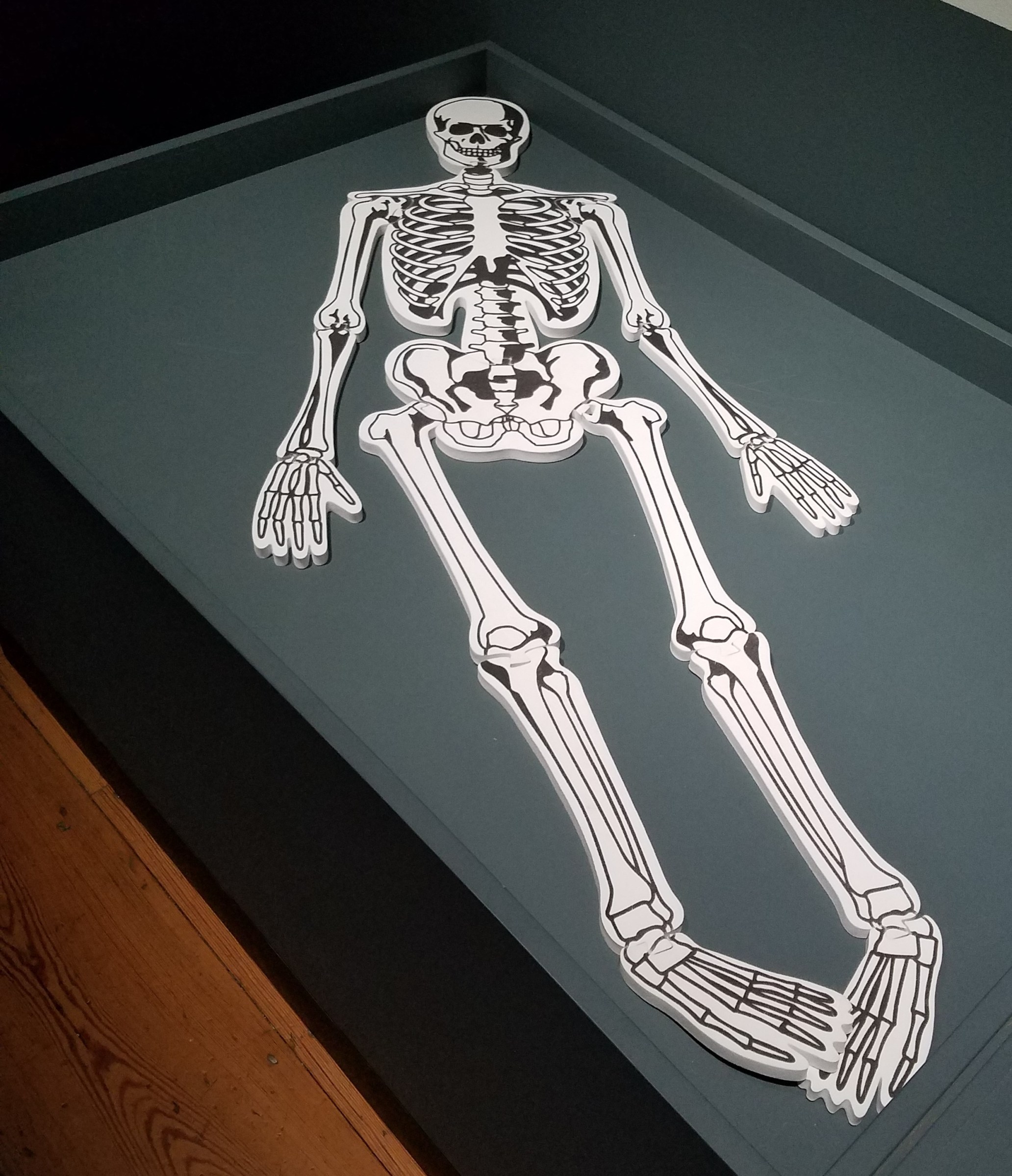 reassemble a skeleton, mus lon doc | The Bioarchaeology of Childhood ...